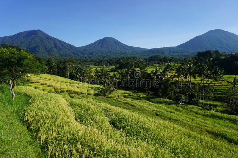 A Stretch of Freshly Planted Rice Plants with a Clear View of the Sky ...