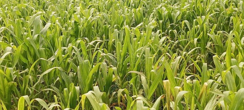 A Stretch of Green Corn Plants Stock Image - Image of farming, growth ...