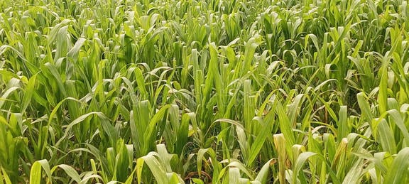 A Stretch of Green Corn Plants Stock Image - Image of farming, growth ...