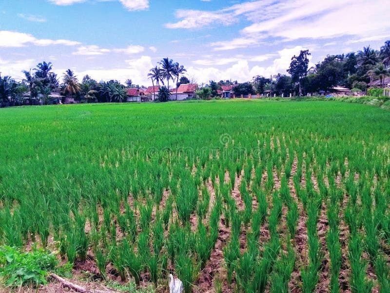 A Stretch of Green Rice Trees in the Rice Fields Stock Photo - Image of ...