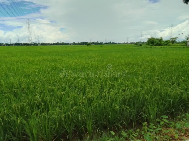 A Stretch of Green Rice Trees in the Rice Fields Stock Image - Image of ...