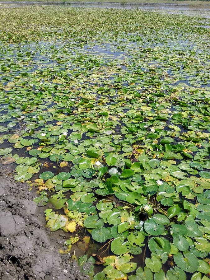 A Stretch of Lotus Plants Above the Swamp Water. Stock Photo - Image of ...