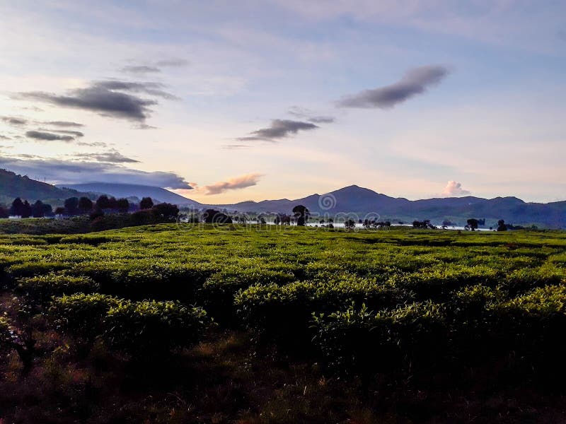 A Stretch of Neatly Arranged Tea Trees with a Refreshing Natural ...