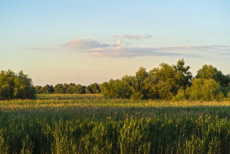 Stretch of reed field stock photo. Image of europe, lake - 94847732