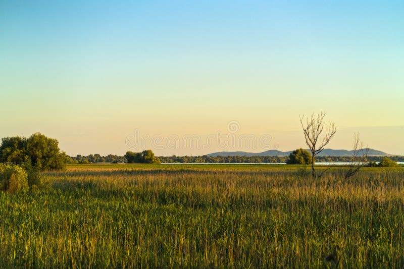 Stretch of reed field stock image. Image of scenic, reed - 94847899