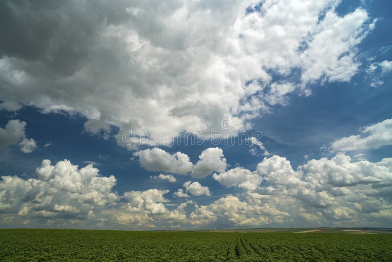 Stretch of reed field stock photo. Image of summer, field - 94847934