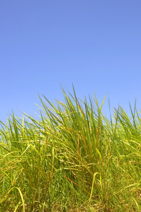 A Stretch of Reed Grass with a Blue Background Stock Photo - Image of ...