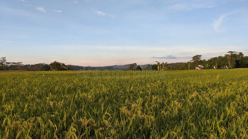 A Stretch of Rice in the Rice Fields in the Afternoon Landscape Stock ...