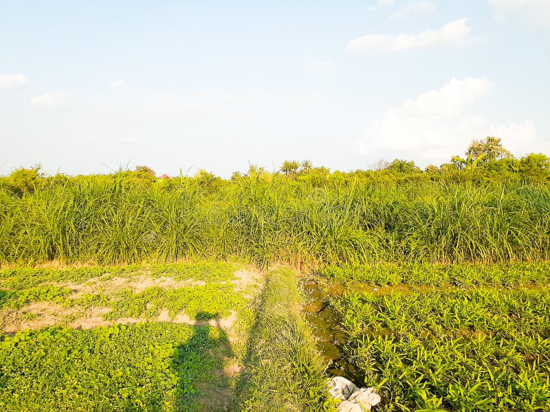 A Stretch of Rice Fields with a Dividing Line in the Middle Stock Image ...