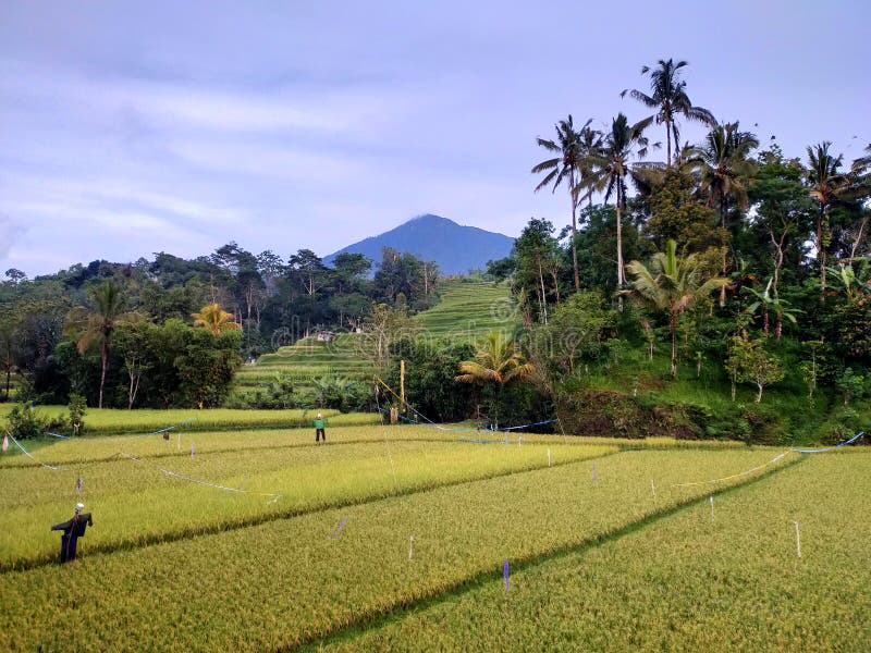 A Stretch of Rice Fields at the Foot of Mount Batukaru in the City of ...