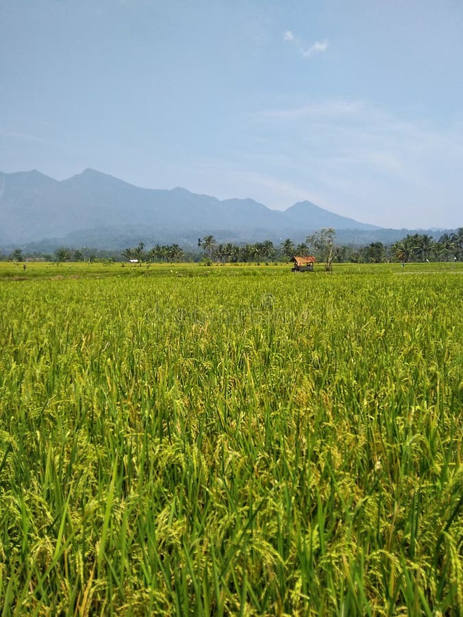 A Stretch of Rice in a Green Rice Field Stock Photo - Image of crop ...