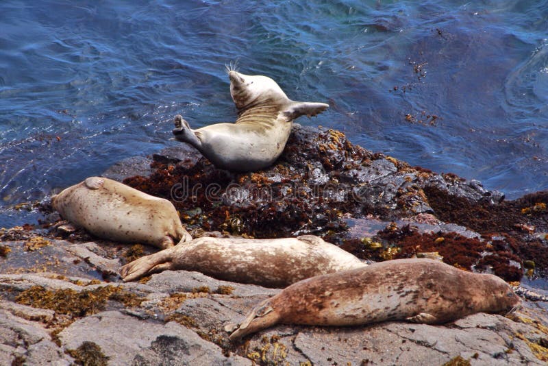 Stretch stock photo. Image of animals, animal, ranch - 47659614