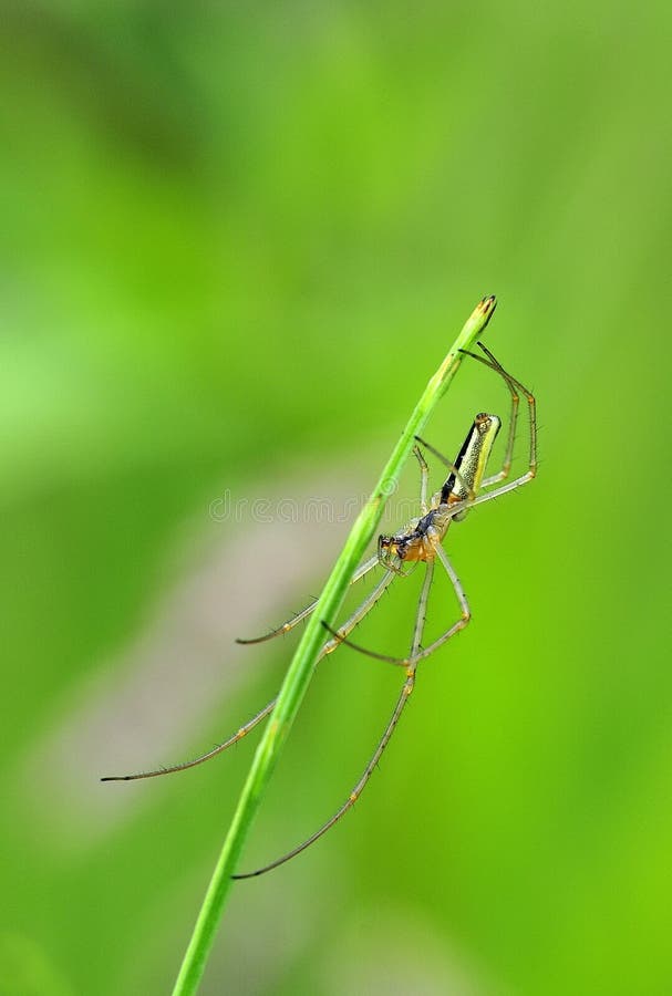 Stretch Spider (Tetragnatha Extensa) Stock Image - Image of insect ...