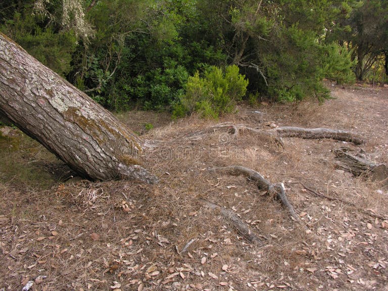 Stretch of a tree stock photo. Image of fall, resist - 123435998