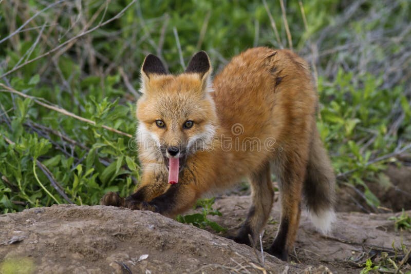 Stretch and Yawn stock image. Image of yawn, nature, stretching - 54740083