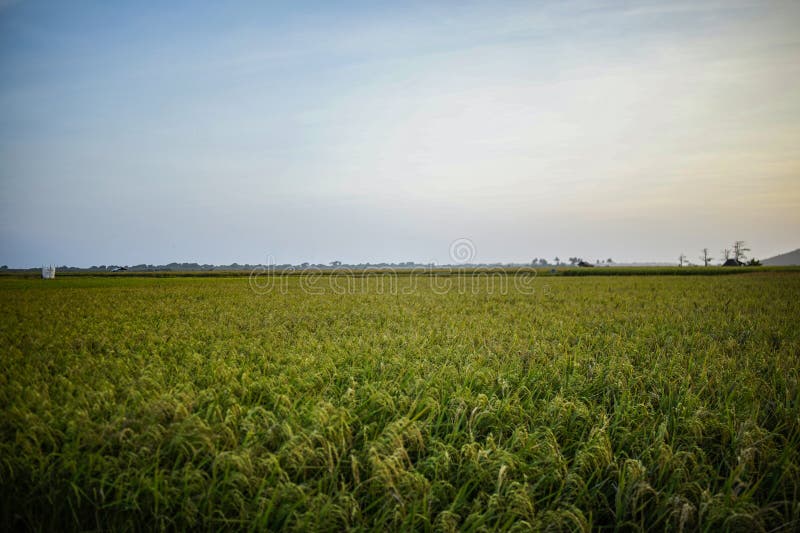 A Stretch of Yellowing Rice in the Rice Fields Stock Image - Image of ...
