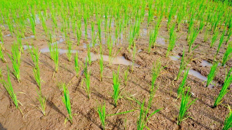 A Stretch of Young Rice Plants that are Green and Fresh Stock Image ...