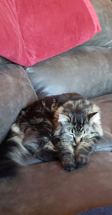 Stretched Small Sleeping Kitten on Couch Stock Image - Image of couch ...