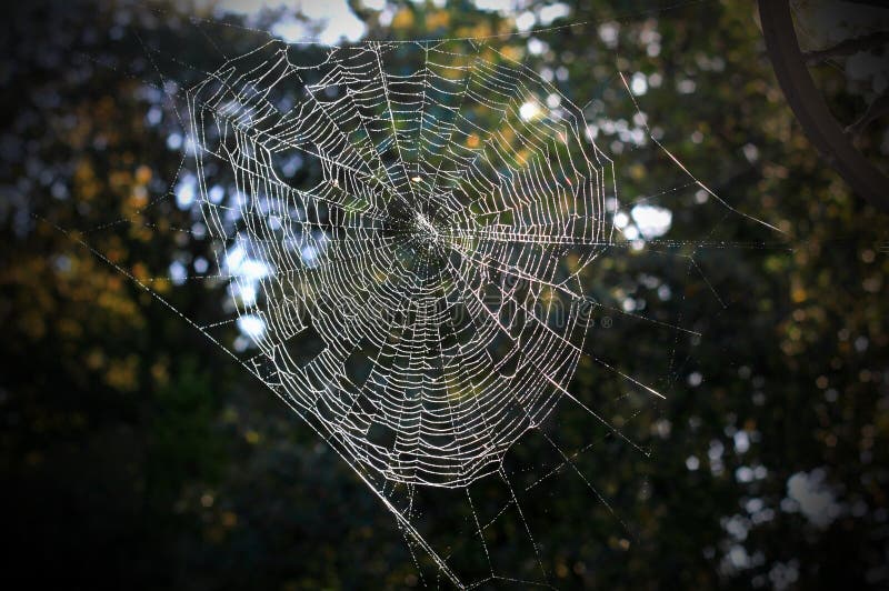 Stretched Spiderweb stock photo. Image of fragility, details - 67942742