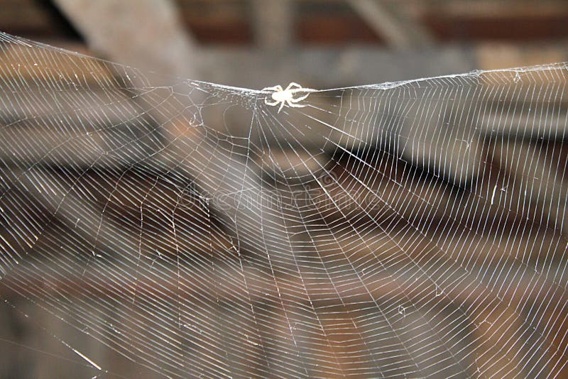 A Stretched Web with a Spider Sitting on Top Stock Photo - Image of ...