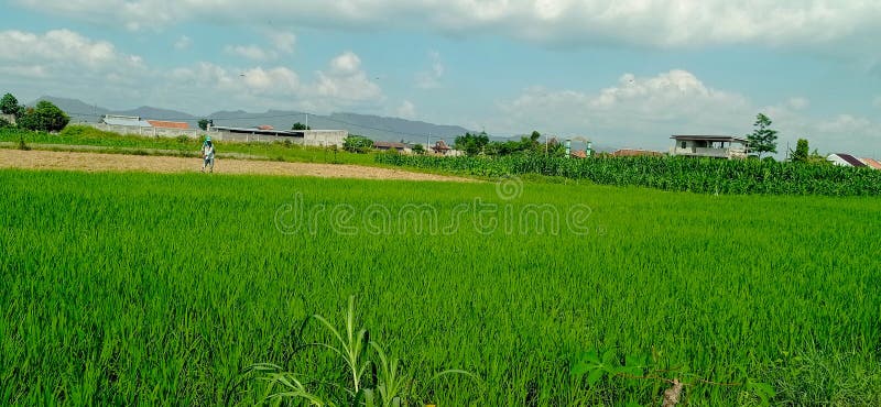 Stretches of Rice Fields Planted with Rice and Corn Stock Image - Image ...