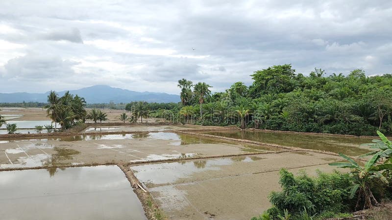 The Dry Rice Fields are Ready To Be Plowed Again and New Seeds are ...