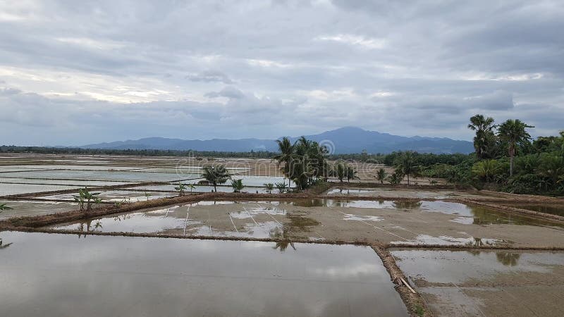 Rice Fields Ready for Planting, Pinrang Indonesia Stock Video - Video ...