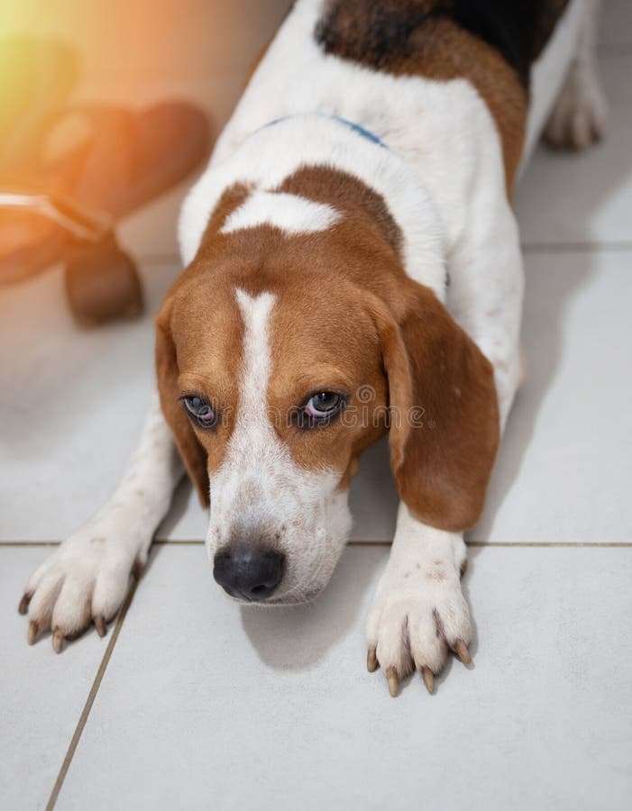 Stretching beagle dog stock image. Image of animal, furry - 337672081