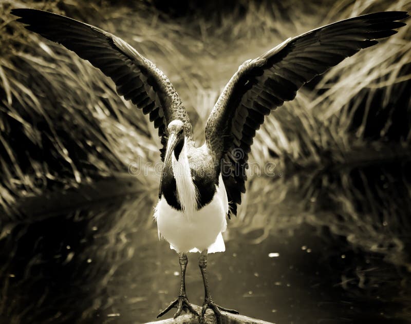 Stretching bird stock photo. Image of reeds, glory, wingspan - 14761956