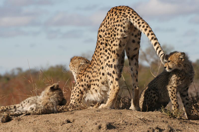 Stretching Cheetah stock photo. Image of feline, stretch - 175388