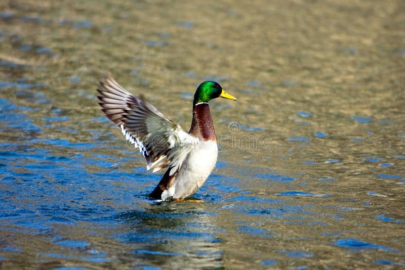 Stretching Duck stock photo. Image of animals, swims, wing - 2138792