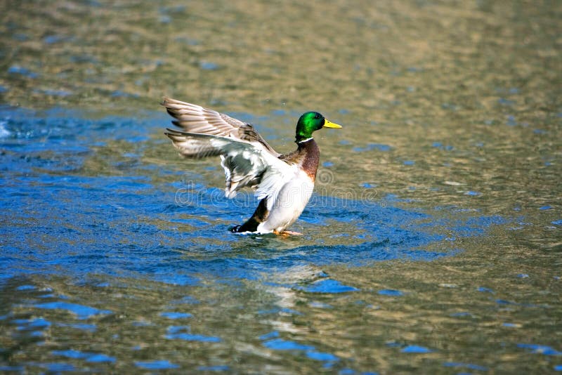 Stretching Duck stock photo. Image of swimming, swims - 2138806