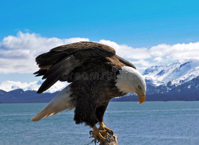 Bald Eagle stock photo. Image of ocean, eagle, homer - 14646496