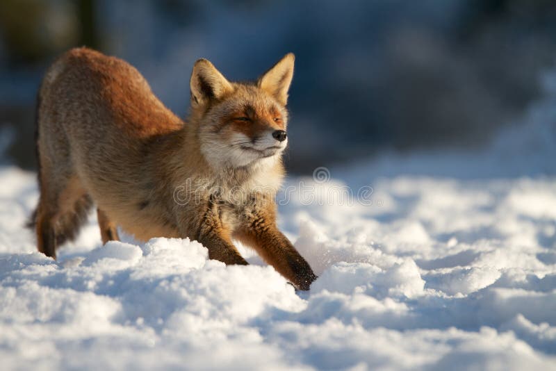 Red fox stretching stock image. Image of animal, evening - 21872055