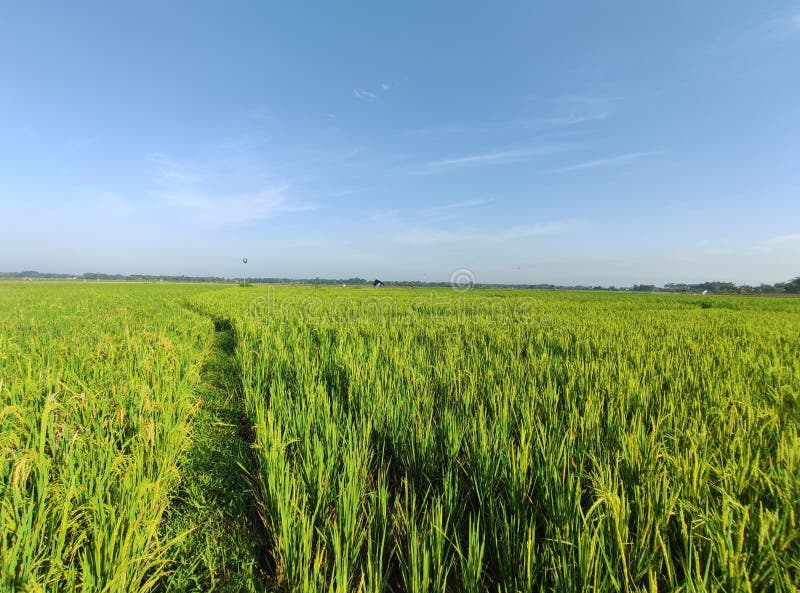 Stretching Green Rice Fields Stock Photo - Image of plants, main: 323300770