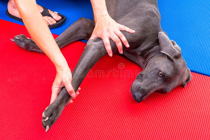 Stretching a leg of a dog stock photo. Image of patient - 186935192