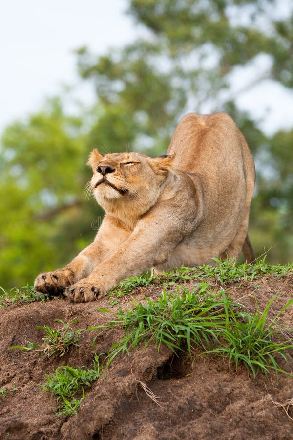 Stretching lioness stock image. Image of game, closed - 22422305