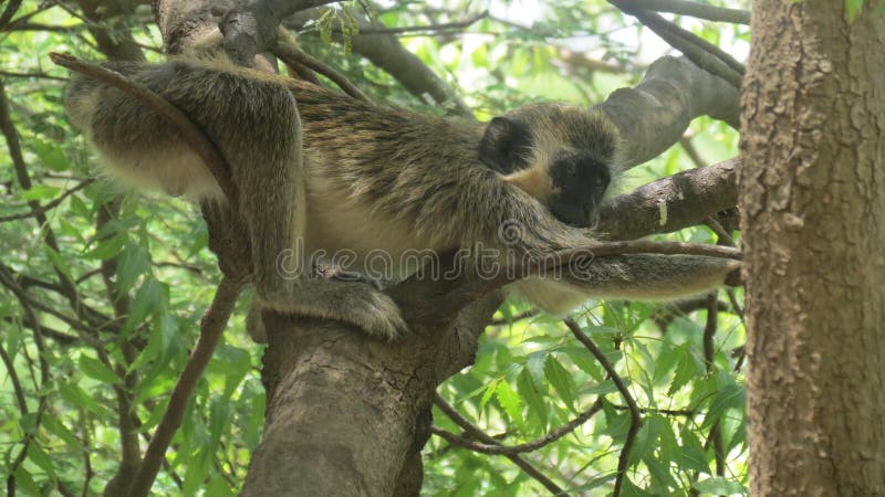 Stretching Monkey stock photo. Image of senegalese, face - 49610764