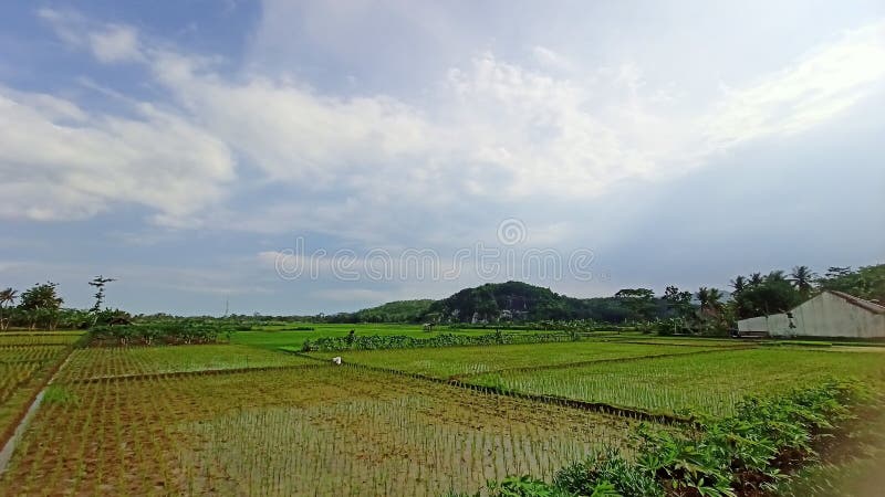 Stretching Rice Fields, Blue Sky Mixed with Clouds Stock Image - Image ...