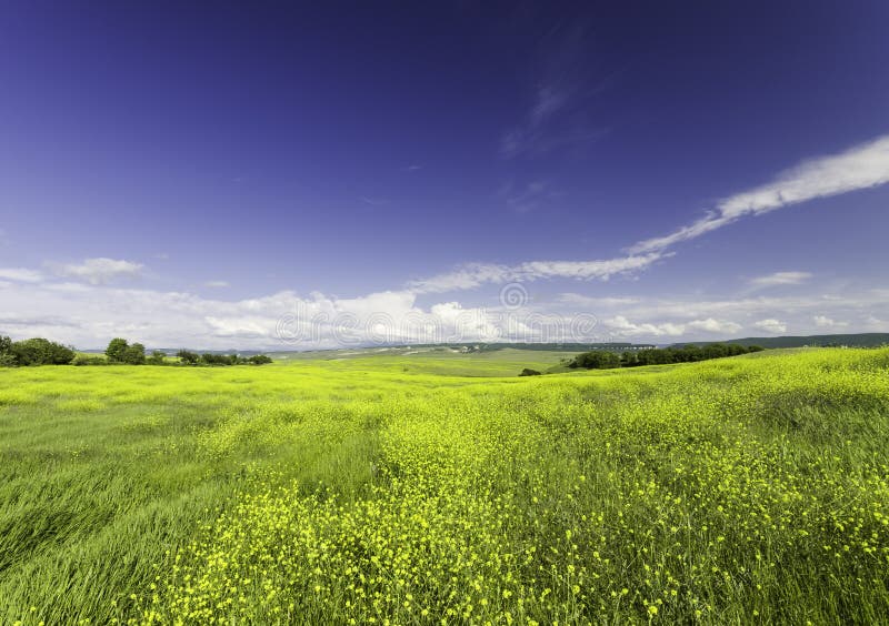 Stretching To the Horizon Field of Flowers Stock Image - Image of grass ...