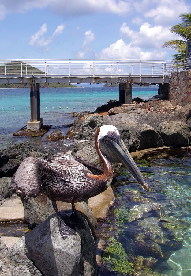 Stretching Wings stock image. Image of stretch, tropical - 6208509
