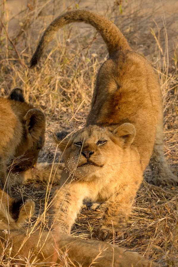 Young Lion Stretching stock photo. Image of lion, african - 22068932