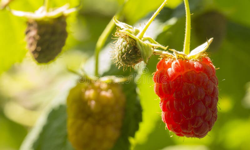 Strewed Raspberry Berries on a Green Branch on a Warm Summer Day. Stock ...
