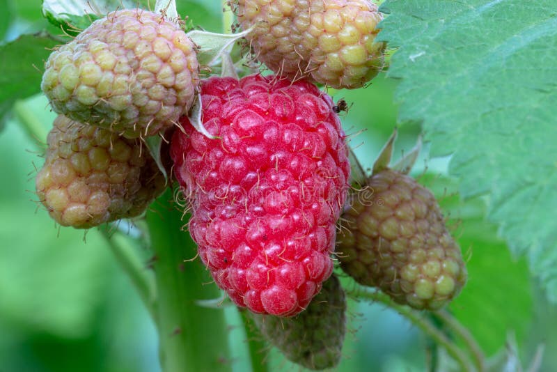 Strewed Raspberry Berries on a Green Branch on a Warm Summer Day. Stock ...