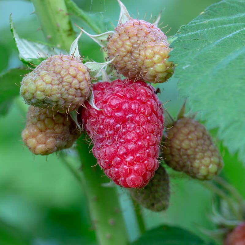 Strewed Raspberry Berries on a Green Branch on a Warm Summer Day. Stock ...