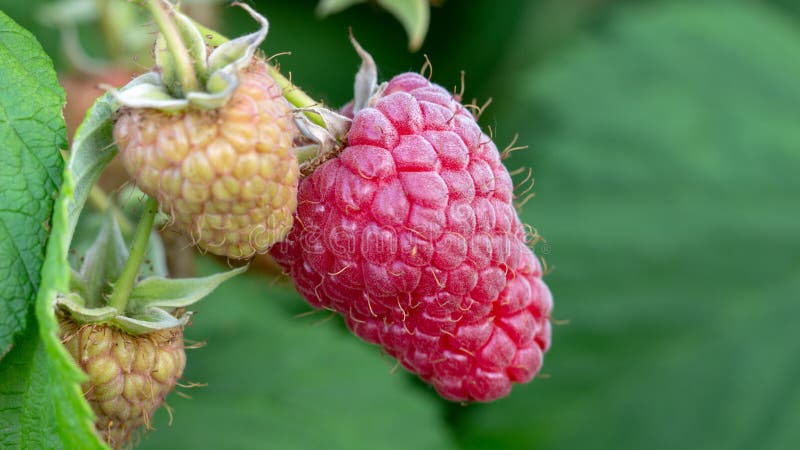 Strewed Raspberry Berries on a Green Branch on a Warm Summer Day. Stock ...