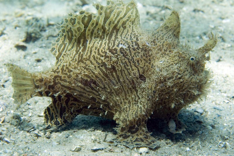 Striated Frogfish stock photo. Image of biology, reef - 9431204