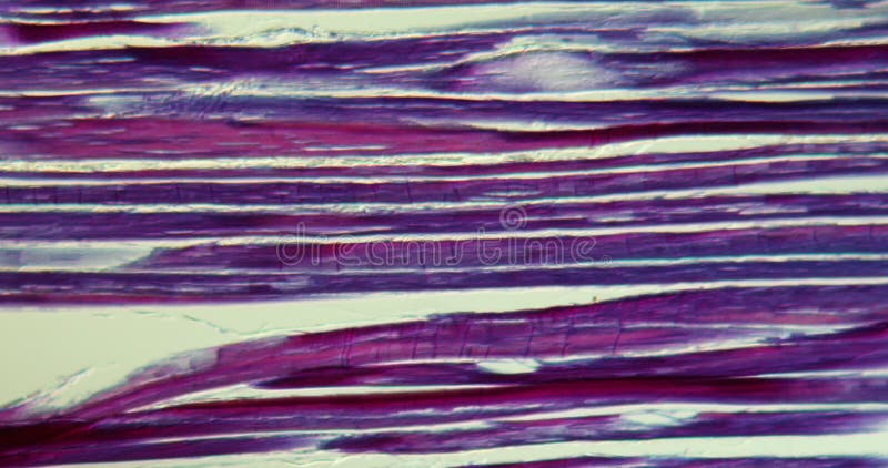 Striated Muscles of the Body Stock Footage - Video of microscope, check ...