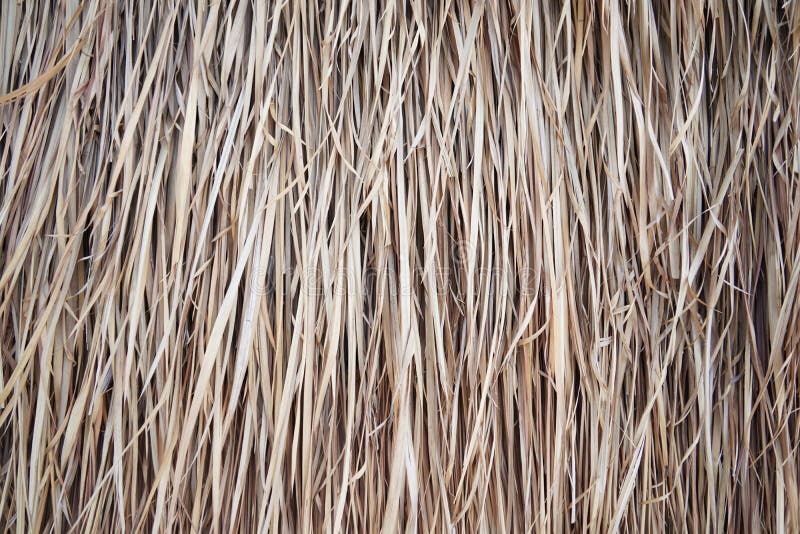 Striated Patterns or the Texture of Dry Straw Stock Photo - Image of ...