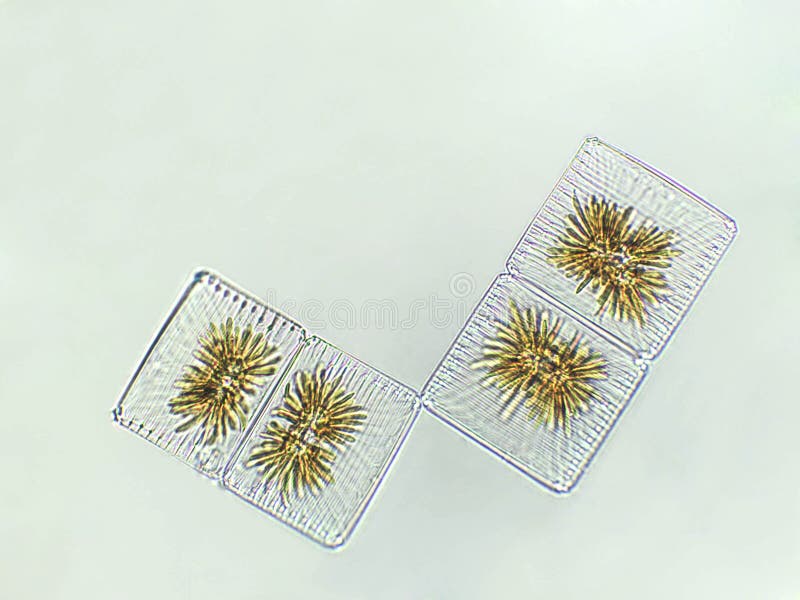 Striatella Unipunctata Algae Under Microscopic View Stock Image - Image ...